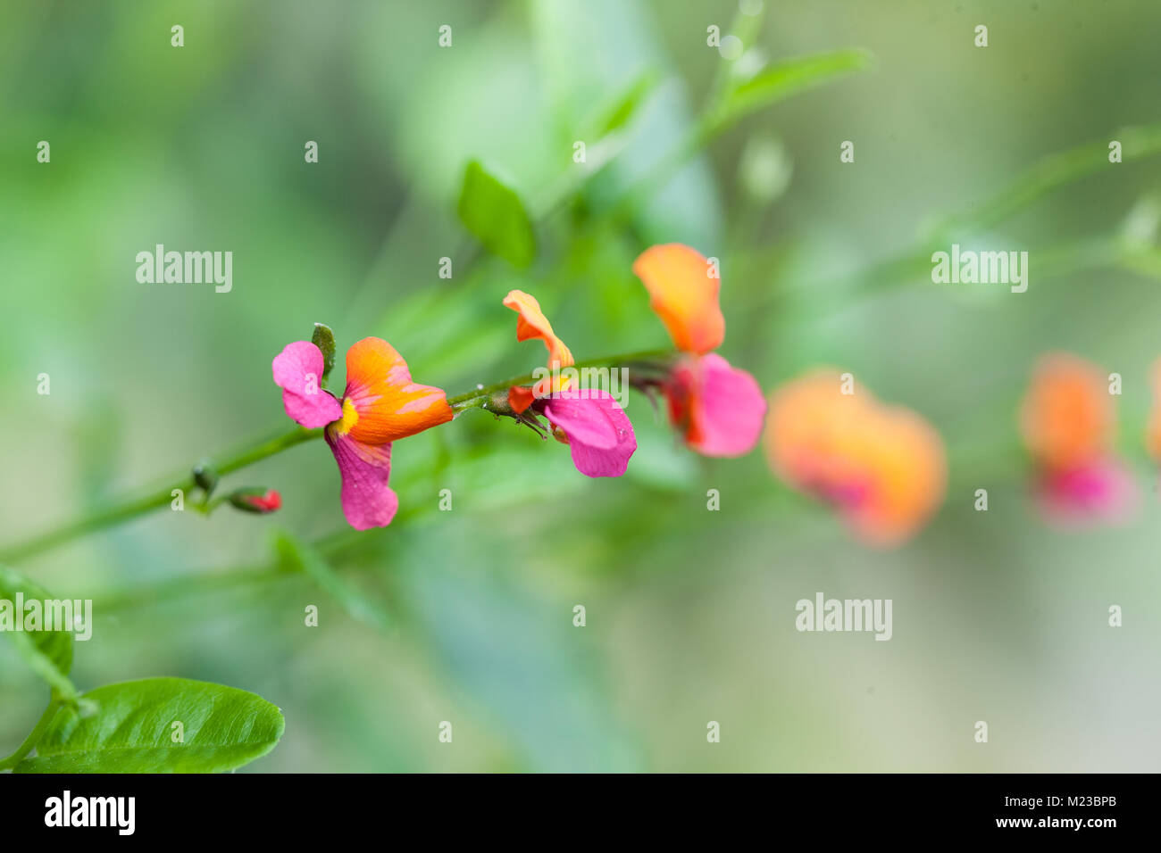 Heart-leaf Flame Pea, Kängurubuske (Chorizema cordatum Stock Photo - Alamy