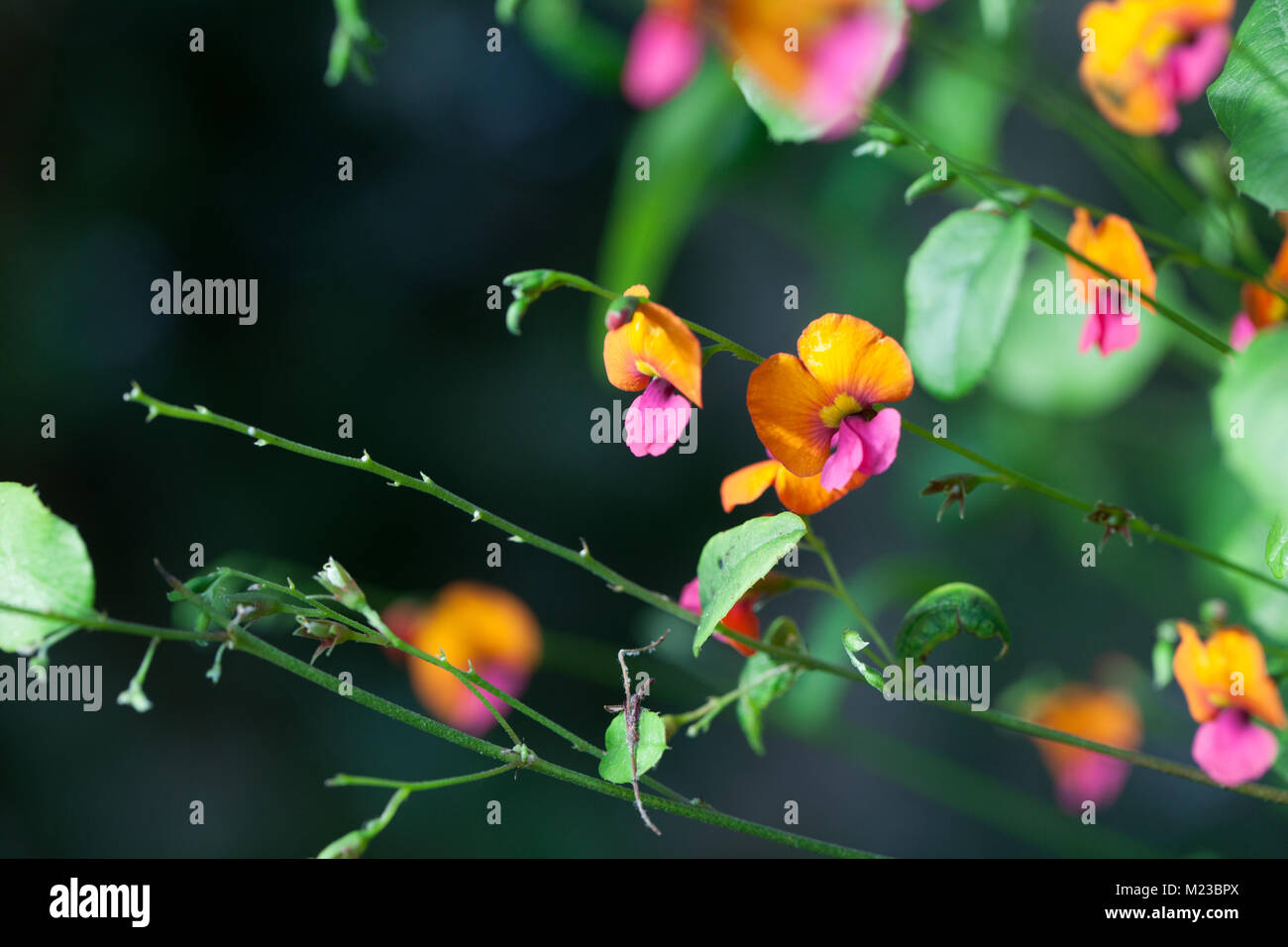 Heart-leaf Flame Pea, Kängurubuske (Chorizema cordatum Stock Photo - Alamy