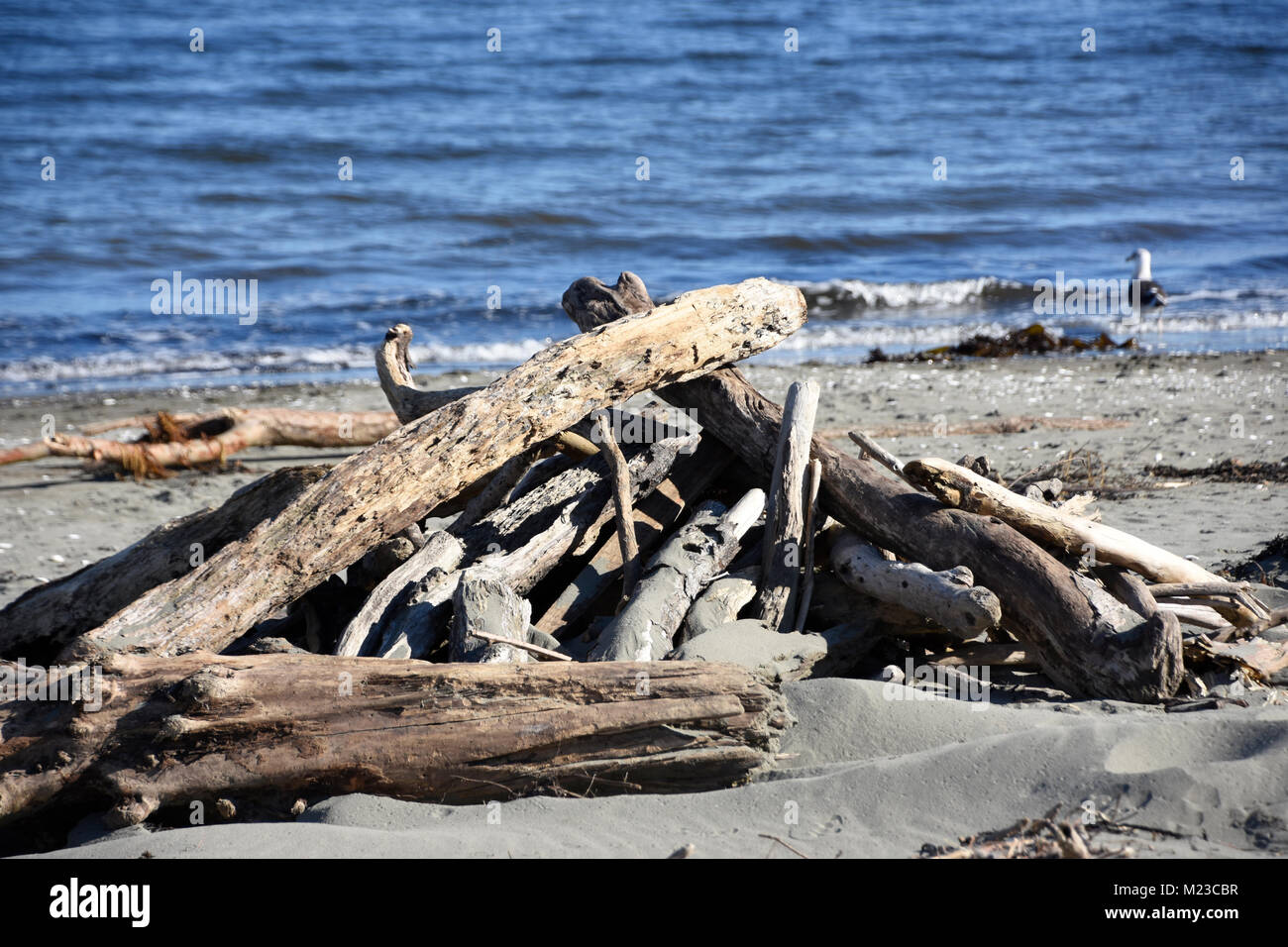 Pile of drift wood on the beach at Wellington Stock Photo - Alamy