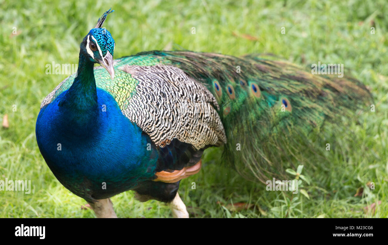 Peacock in French Guyana, Salvation's Island Stock Photo - Alamy