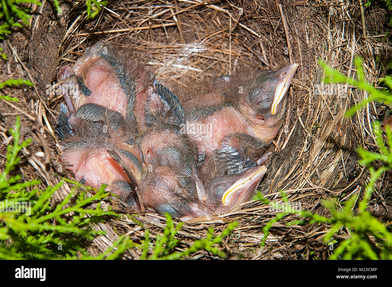 Common blackbird (Turdus merula) hatchlings Stock Photo - Alamy