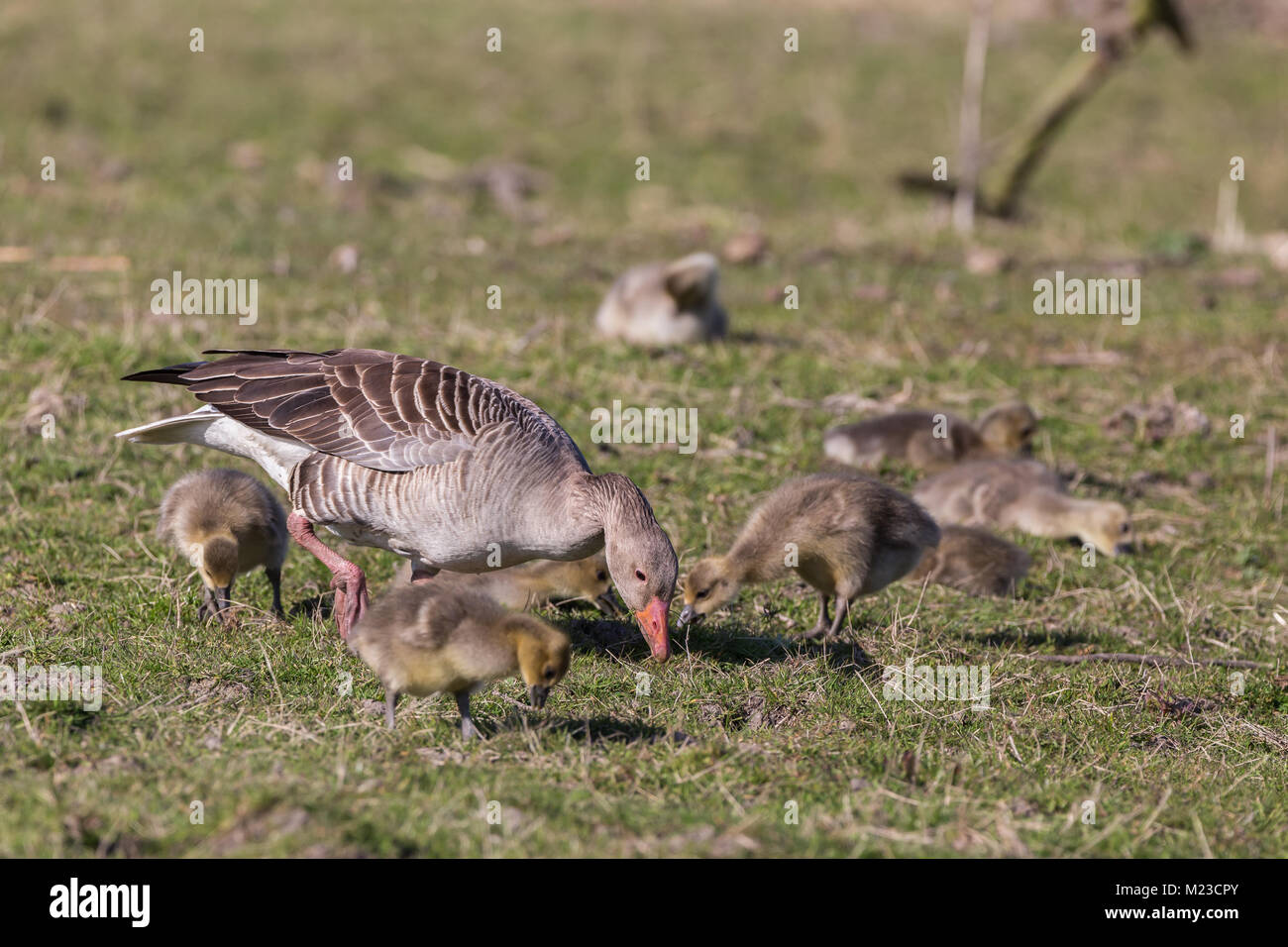 Goose with gooslings foraging on grassland Stock Photo - Alamy