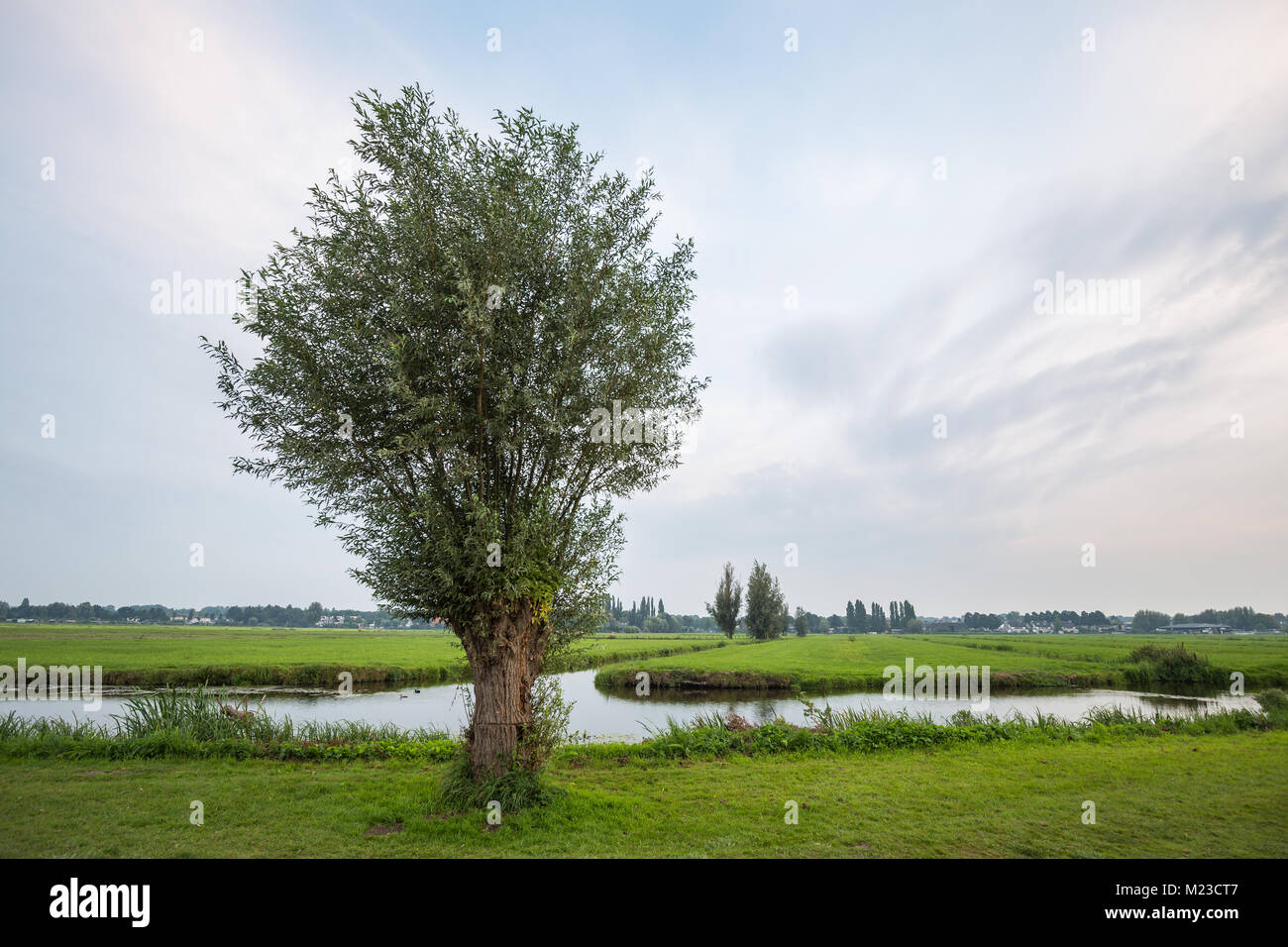 Willow tree in Dutch polder landscape with canals, grassland and cloudy ...
