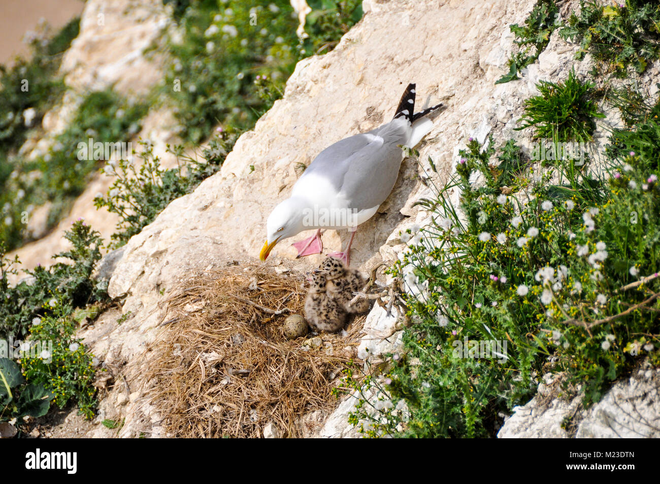 Birds defending nest hi-res stock photography and images - Alamy