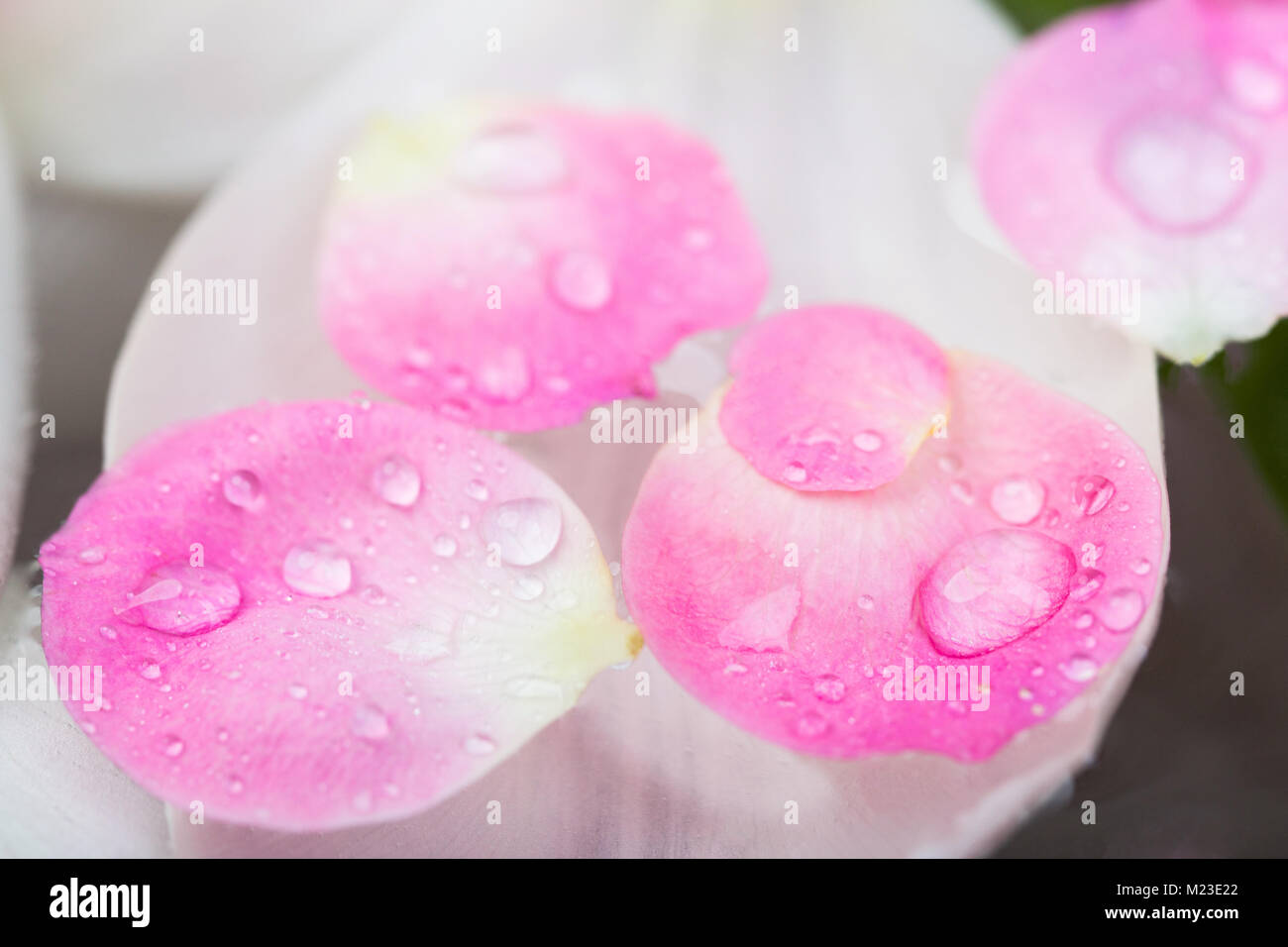 spring, summer, nature concept. close up of gorgeous thin petals that ...
