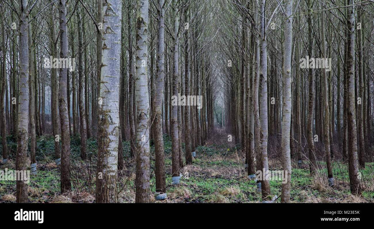 Rows of silver birch hi-res stock photography and images - Alamy