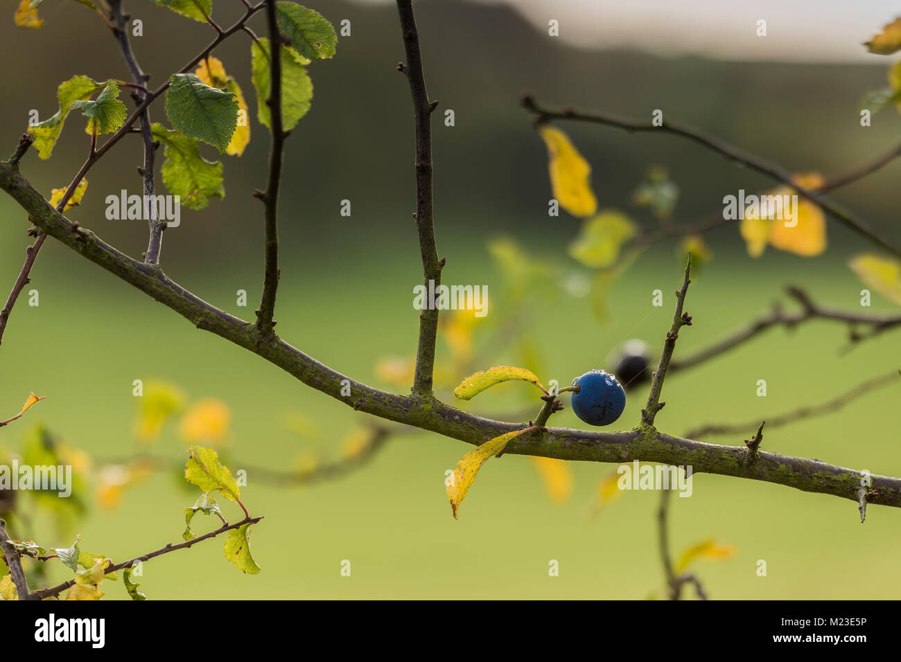 Sloe Berry Stock Photos & Sloe Berry Stock Images - Alamy