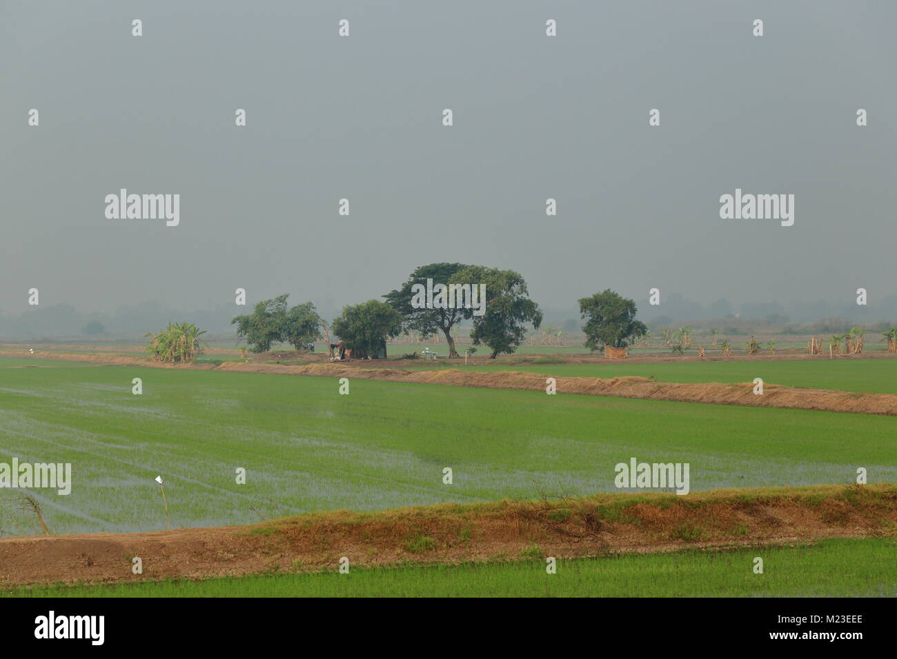Rural farmland. Rice field in Thailand. Wet paddy field. row of trees ...