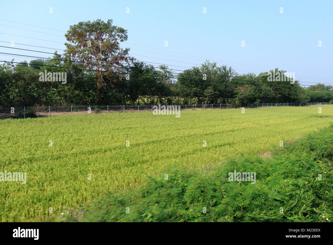 Rural farmland. Rice field in Thailand. Wet paddy field. row of trees ...
