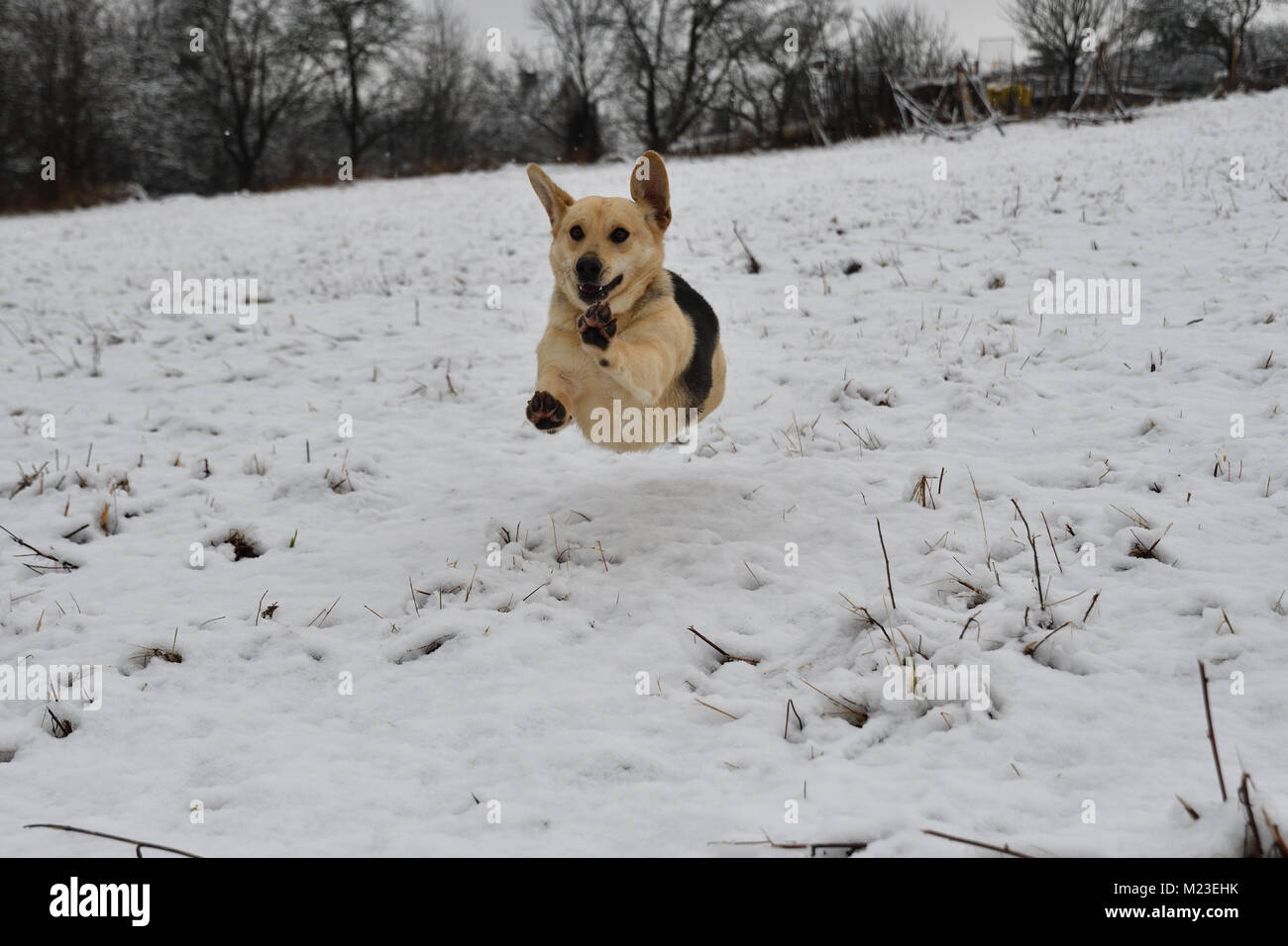 white dog running and jumping on the snow in the winter Stock Photo - Alamy