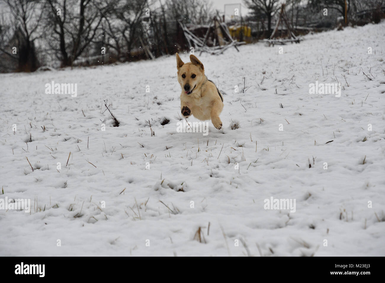 white dog running and jumping on the snow in the winter Stock Photo - Alamy
