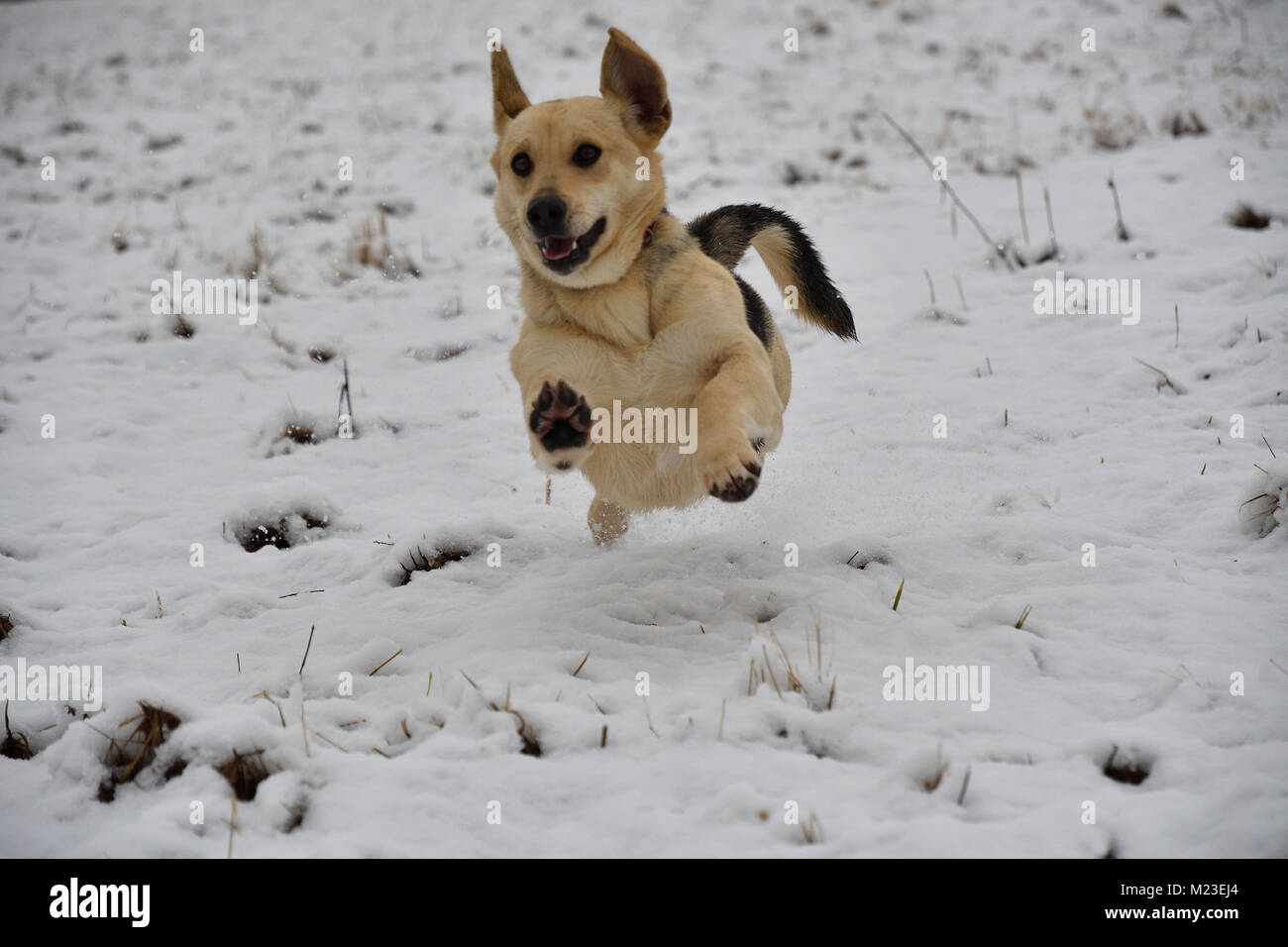 white dog running and jumping on the snow in the winter Stock Photo - Alamy