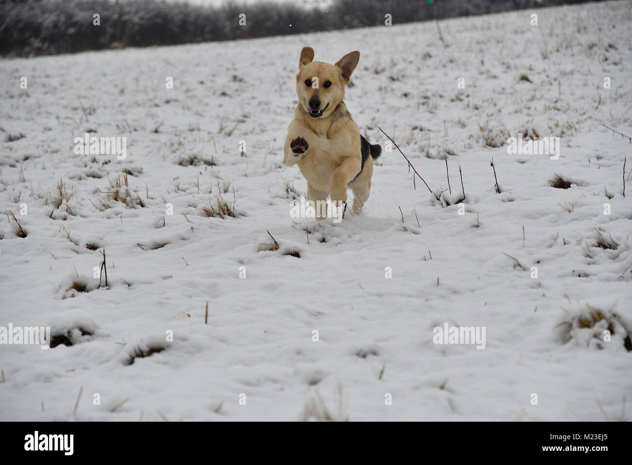 white dog running and jumping on the snow in the winter Stock Photo - Alamy