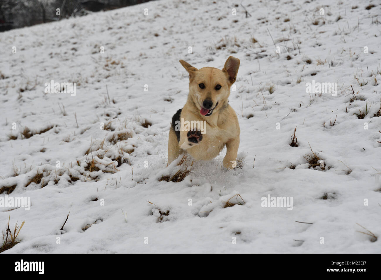 white dog running and jumping on the snow in the winter Stock Photo - Alamy
