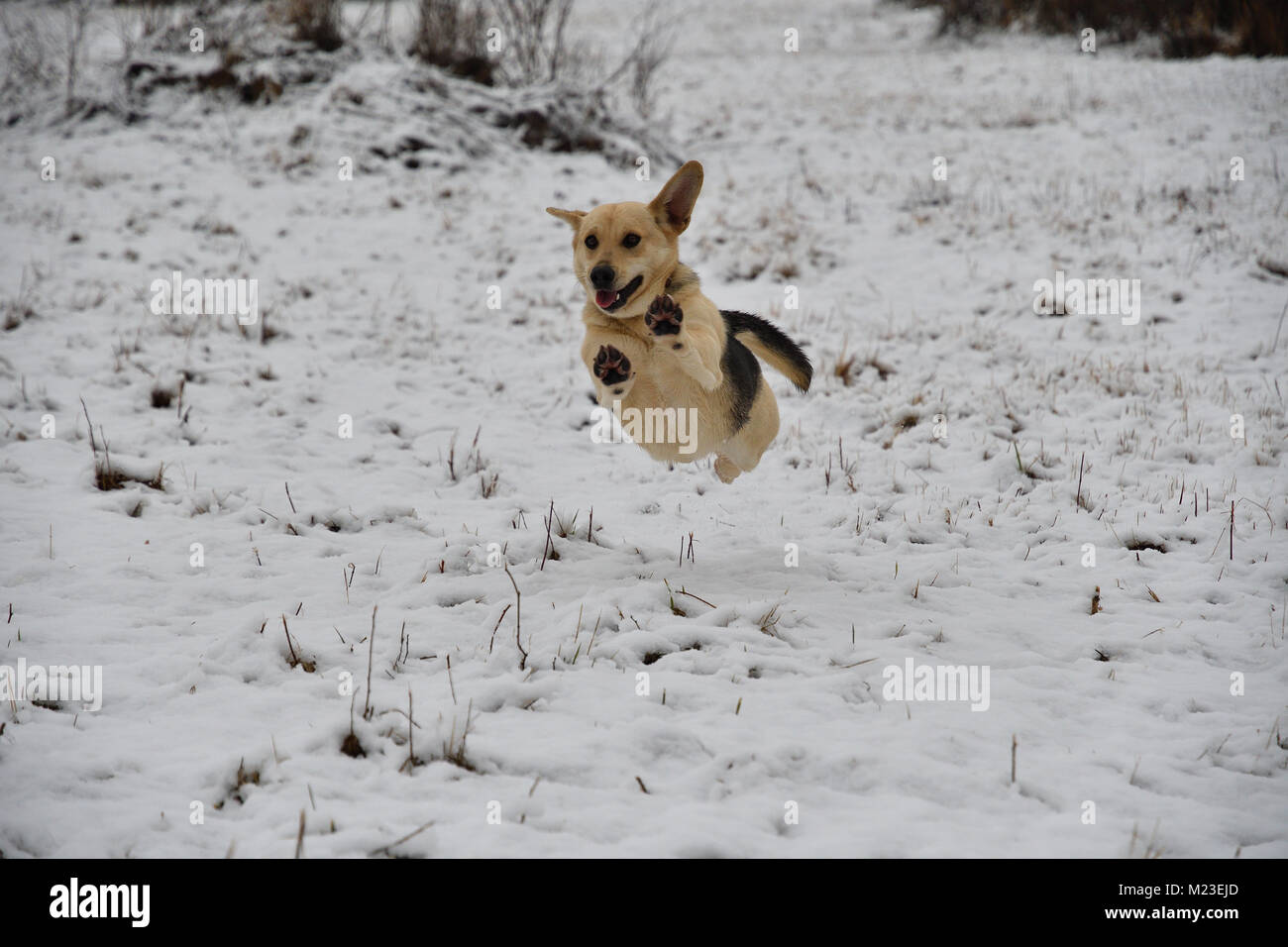 white dog running and jumping on the snow in the winter Stock Photo - Alamy