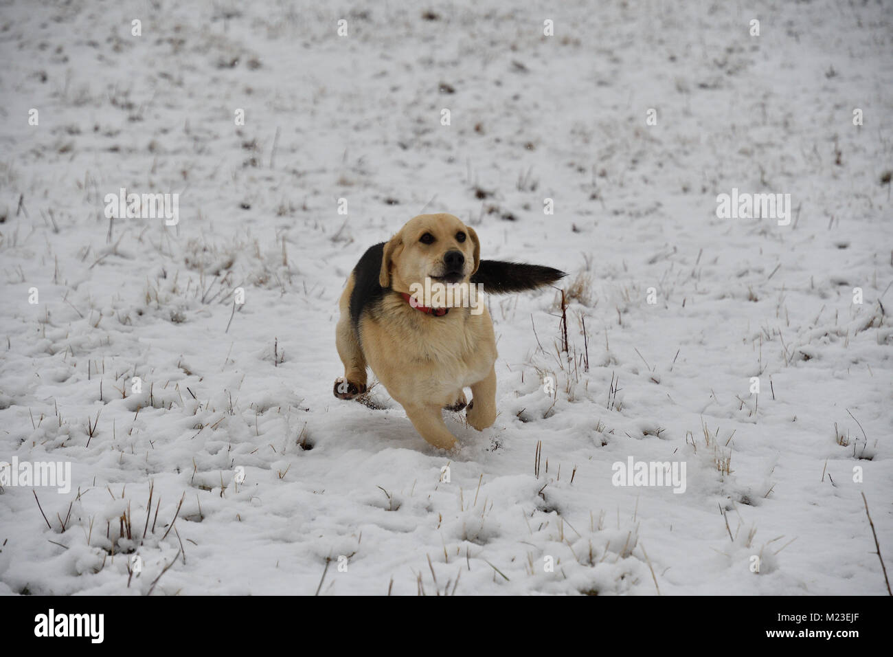 white dog running and jumping on the snow in the winter Stock Photo - Alamy