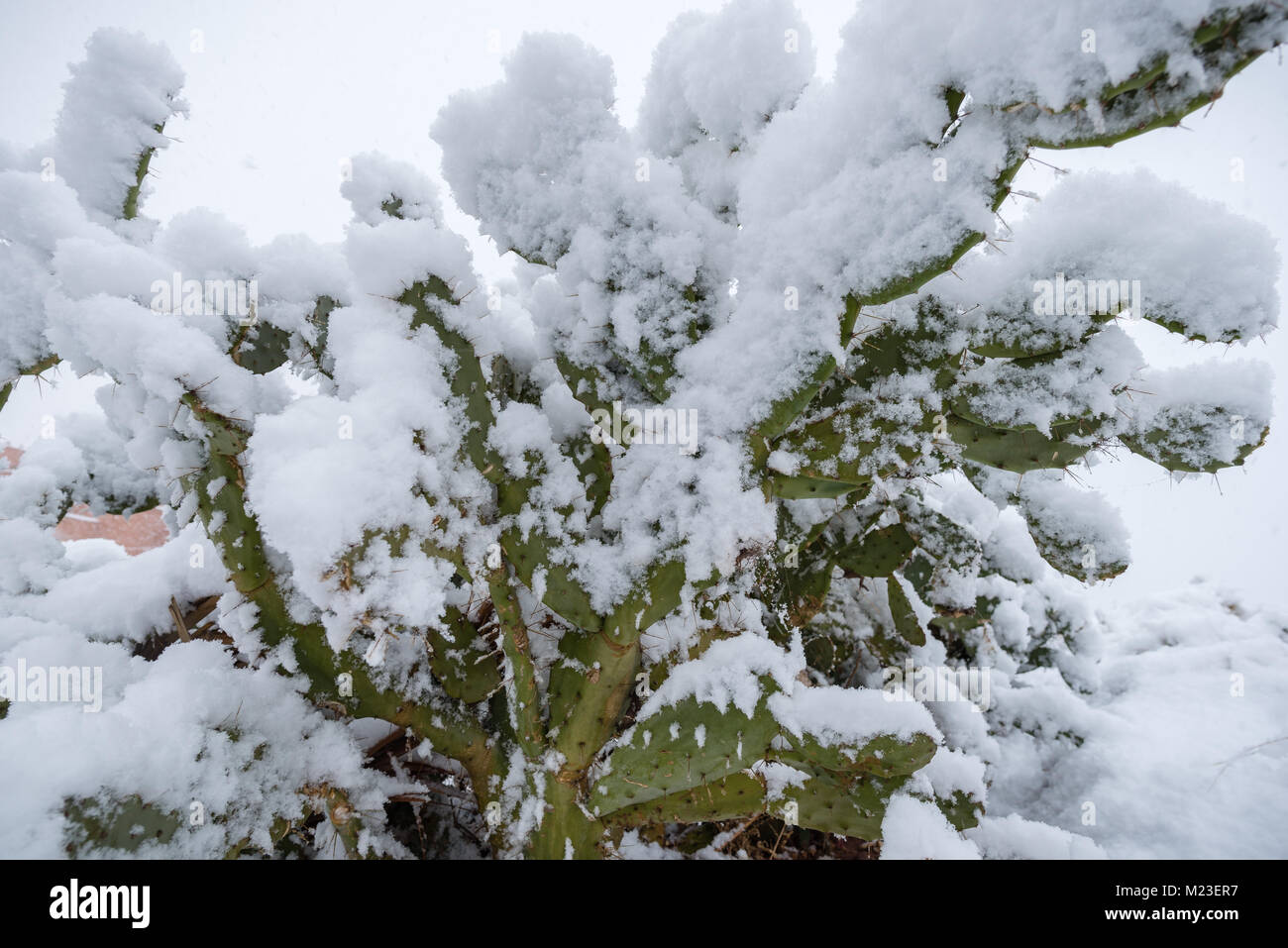 Rare desert plants hi-res stock photography and images - Alamy