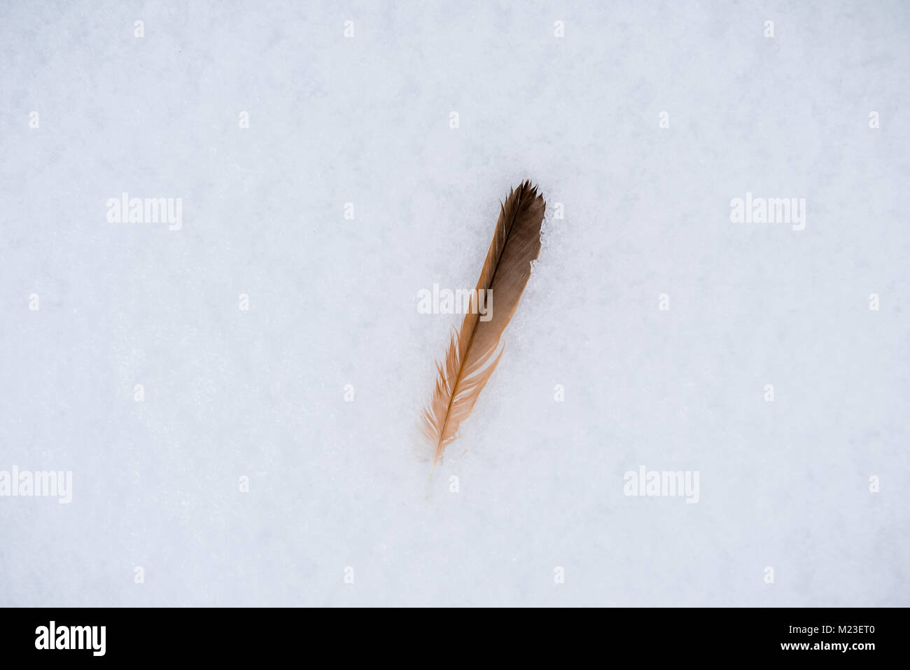 Brown feather in snow Stock Photo - Alamy