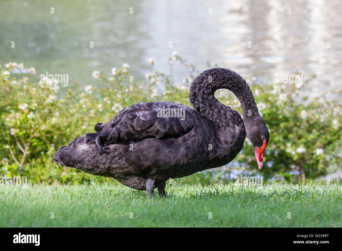 Black swan eating hi-res stock photography and images - Alamy Black swan eating hi-res stock photography and images - Alamy
