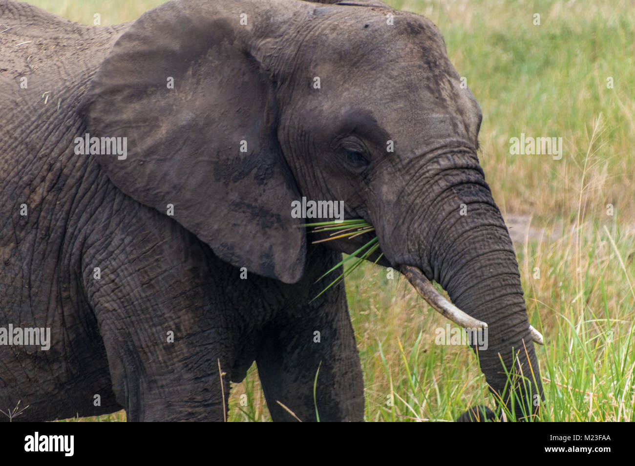 Elephant In Africa Stock Photo - Alamy