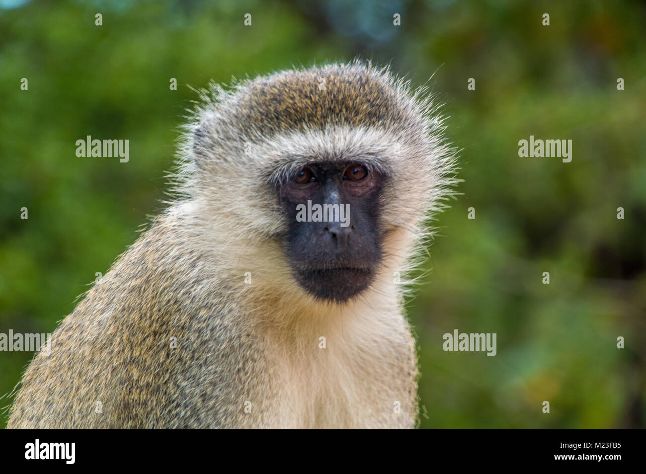 Zebra monkey hi-res stock photography and images - Alamy