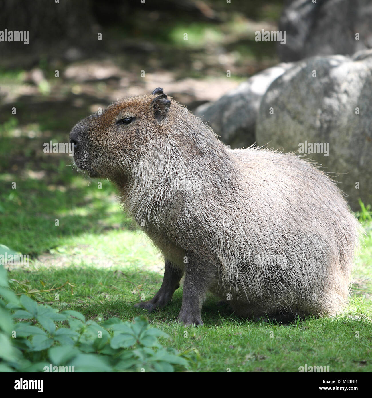 Animals - Huge Capybara against the background of the nature Stock ...