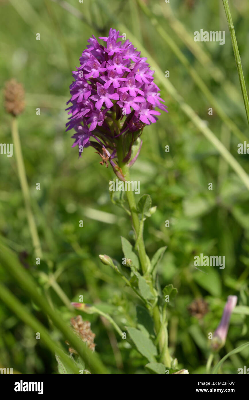 Pyramidal Orchid, Anacamptis pyramidalis Stock Photo - Alamy