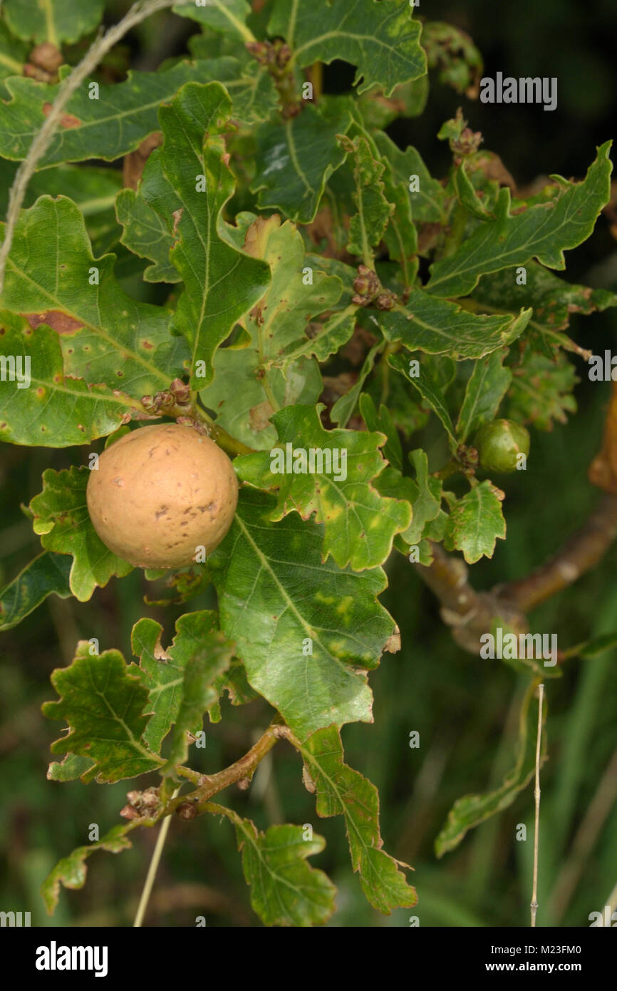 Oak Marble Gall Stock Photos & Oak Marble Gall Stock Images - Alamy