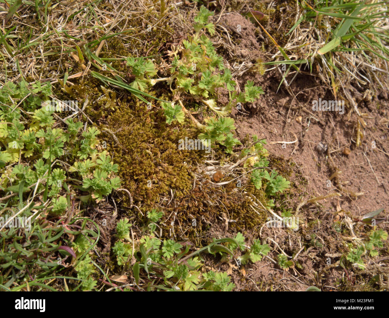 Slender Parsley-piert, Aphanes australis Stock Photo - Alamy