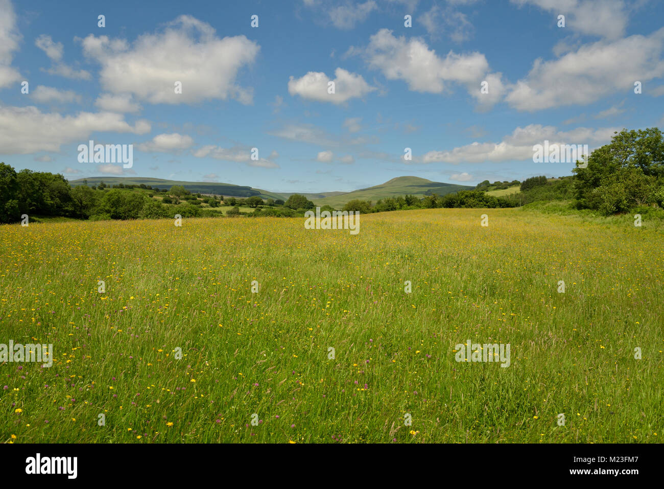 Welsh Meadow with Fan Nedd in the distance Stock Photo - Alamy