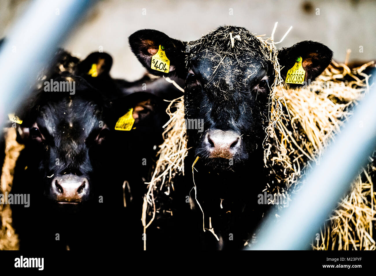 Farm Animal Bedding High Resolution Stock Photography and Images - Alamy