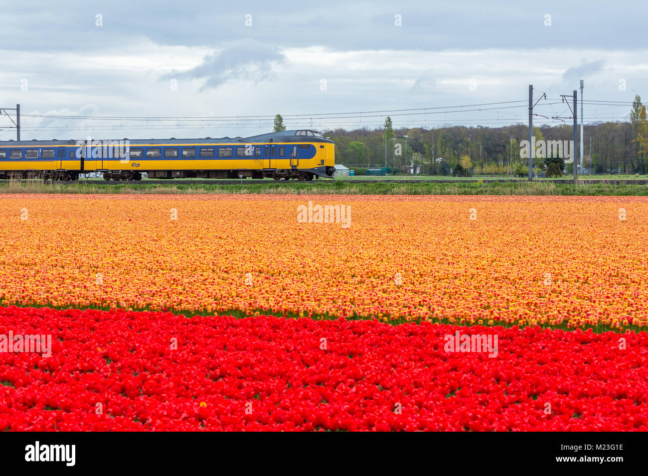 Netherlands tulip train hi-res stock photography and images - Alamy