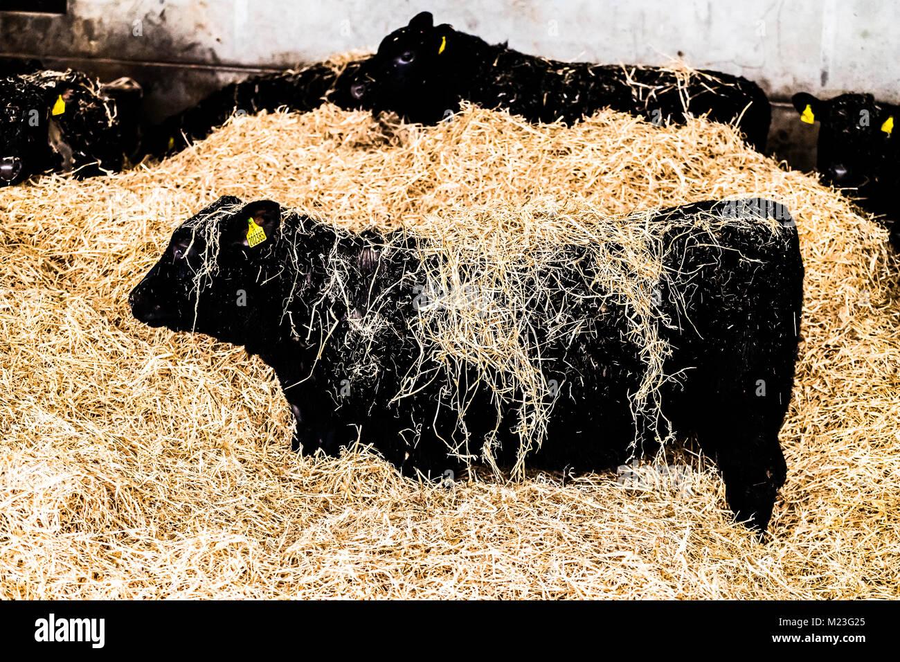 Farm Animal Bedding High Resolution Stock Photography and Images - Alamy