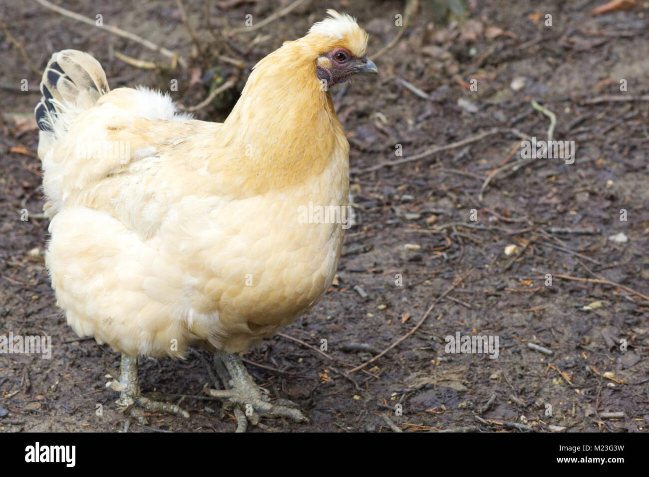 Yellow /Tanned hen Stock Photo - Alamy