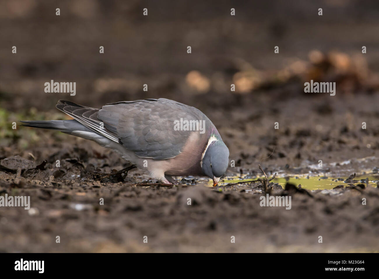 At drinking puddle hi-res stock photography and images - Alamy