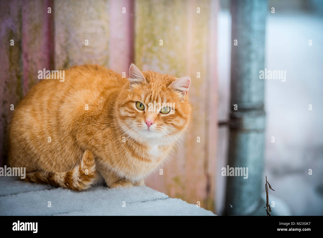 Domestic red tabby cat walking hi-res stock photography and images - Alamy
