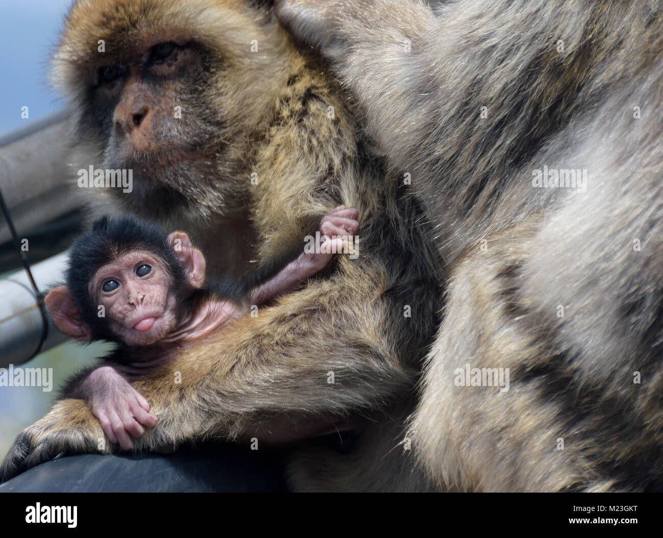 Gibraltar, Mother and young Barbary macaque Stock Photo - Alamy
