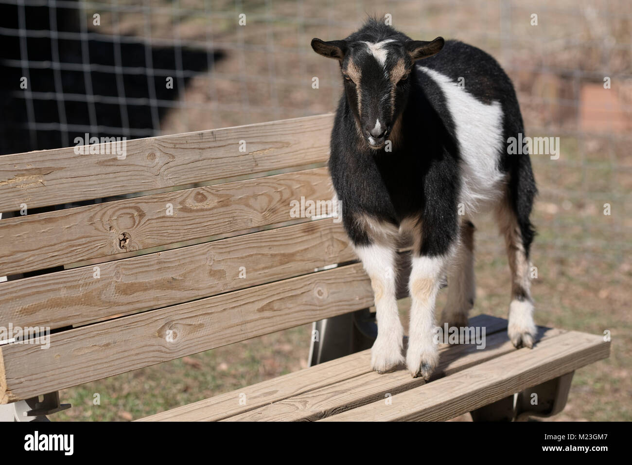 Kat Dwarf Nigerian Dairy Goats
