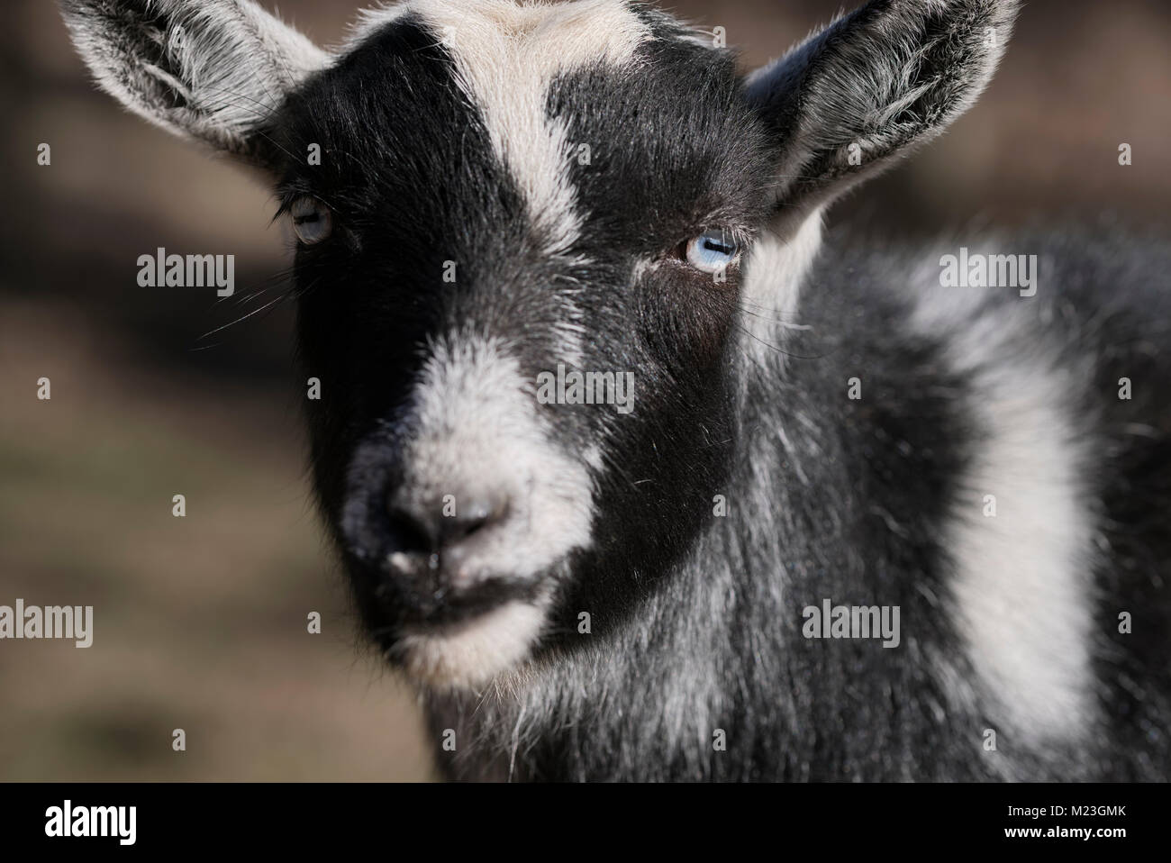 Dwarf goat hi-res stock photography and images - Alamy