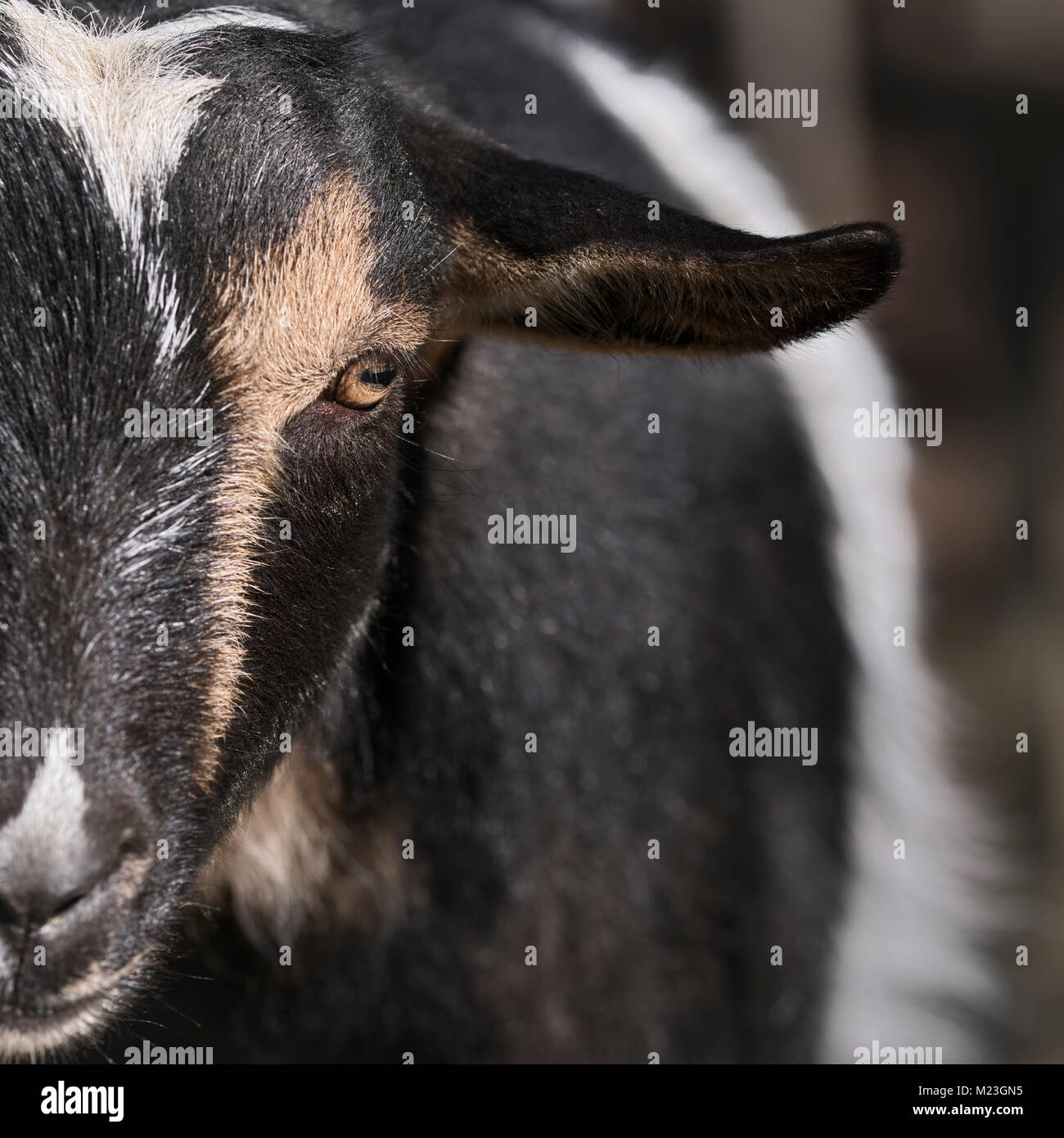 Nigerian dwarf goat hi-res stock photography and images - Alamy