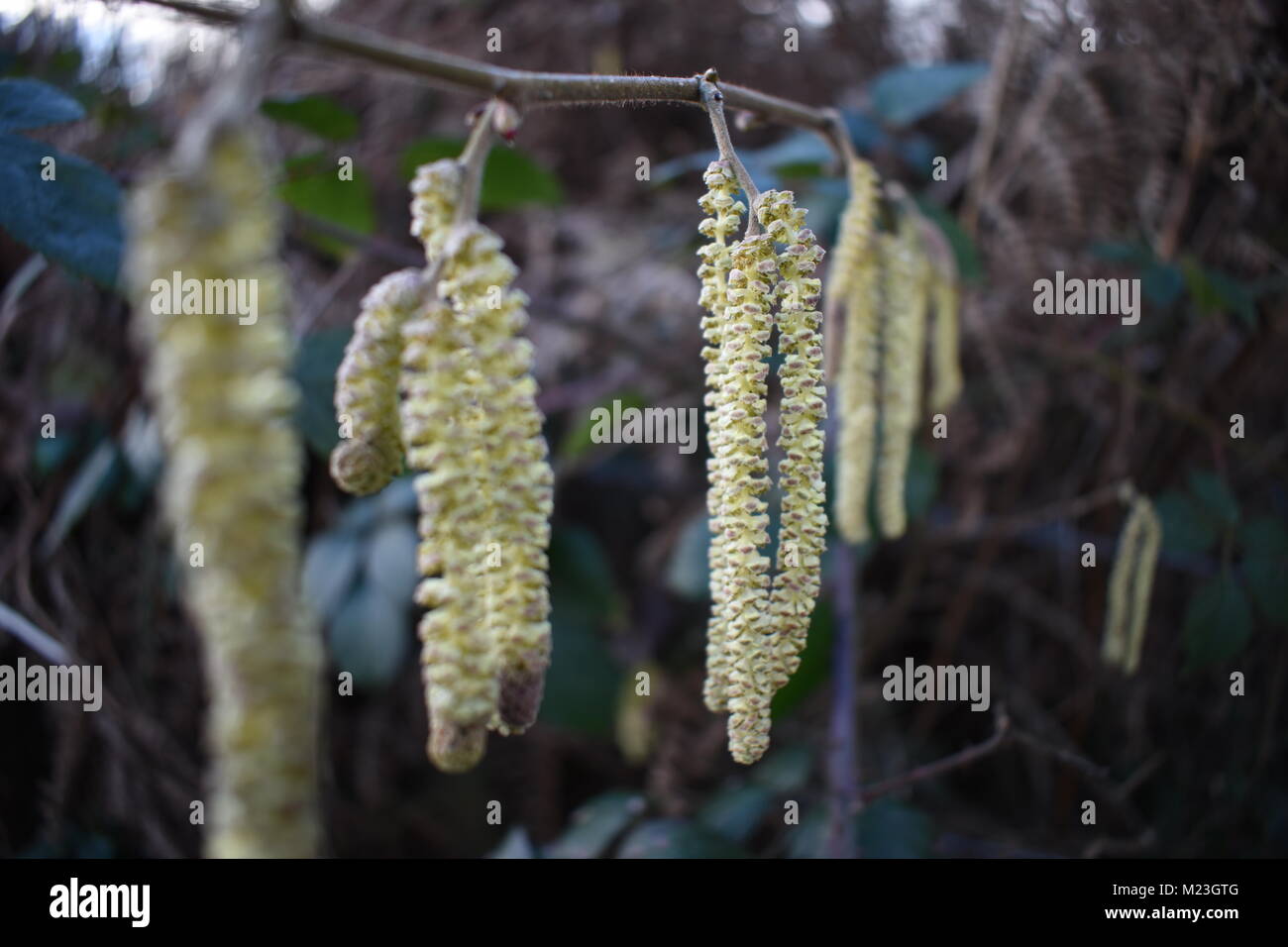 Seed catkins hi-res stock photography and images - Alamy