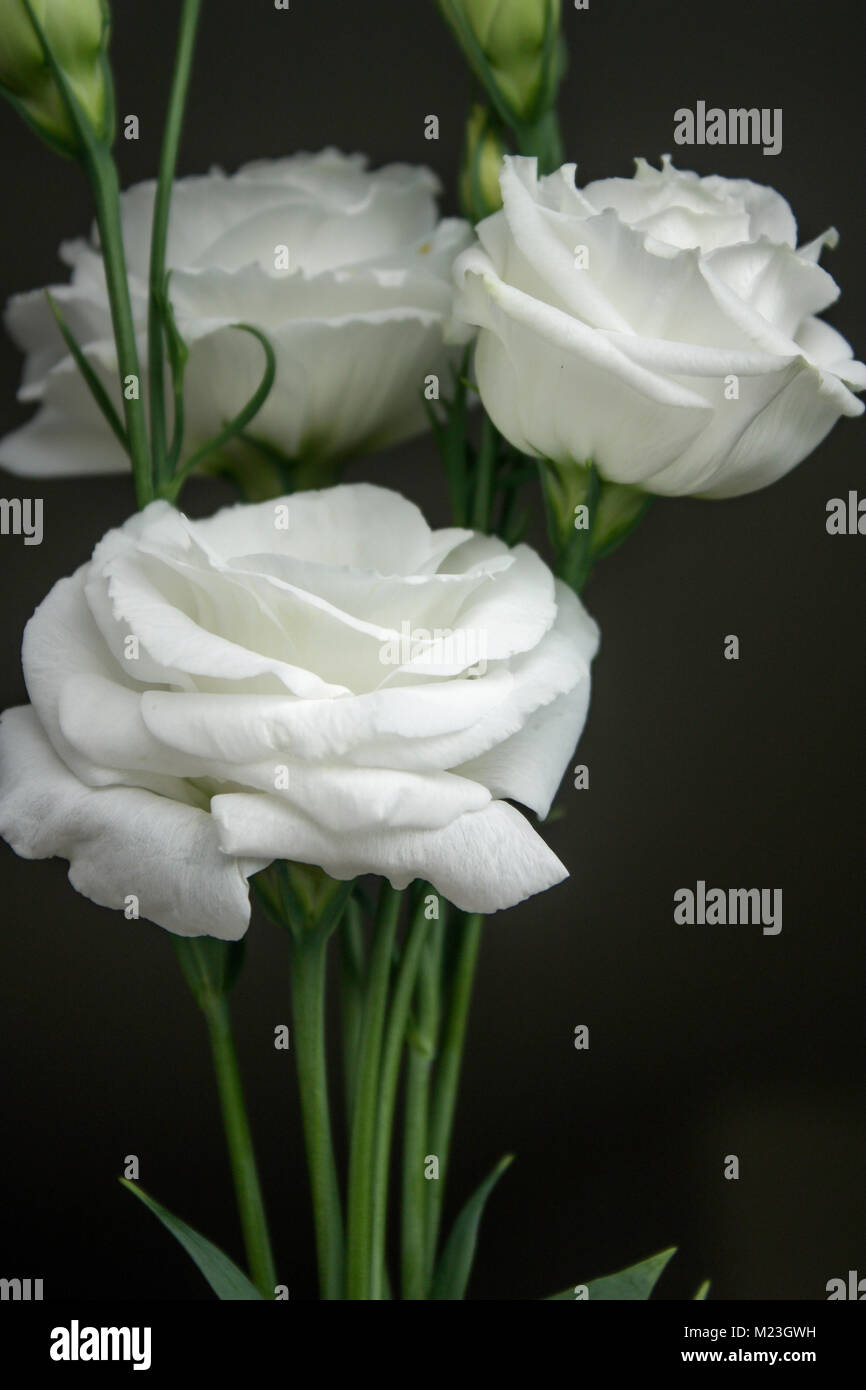 White roses roses hi-res stock photography and images - Alamy