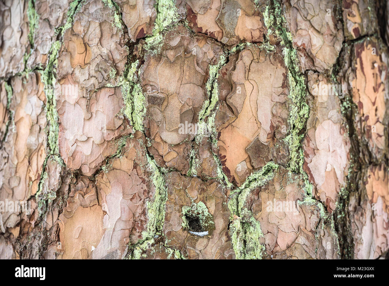 Closeup image of an old tree bark texture bark hi-res stock photography ...
