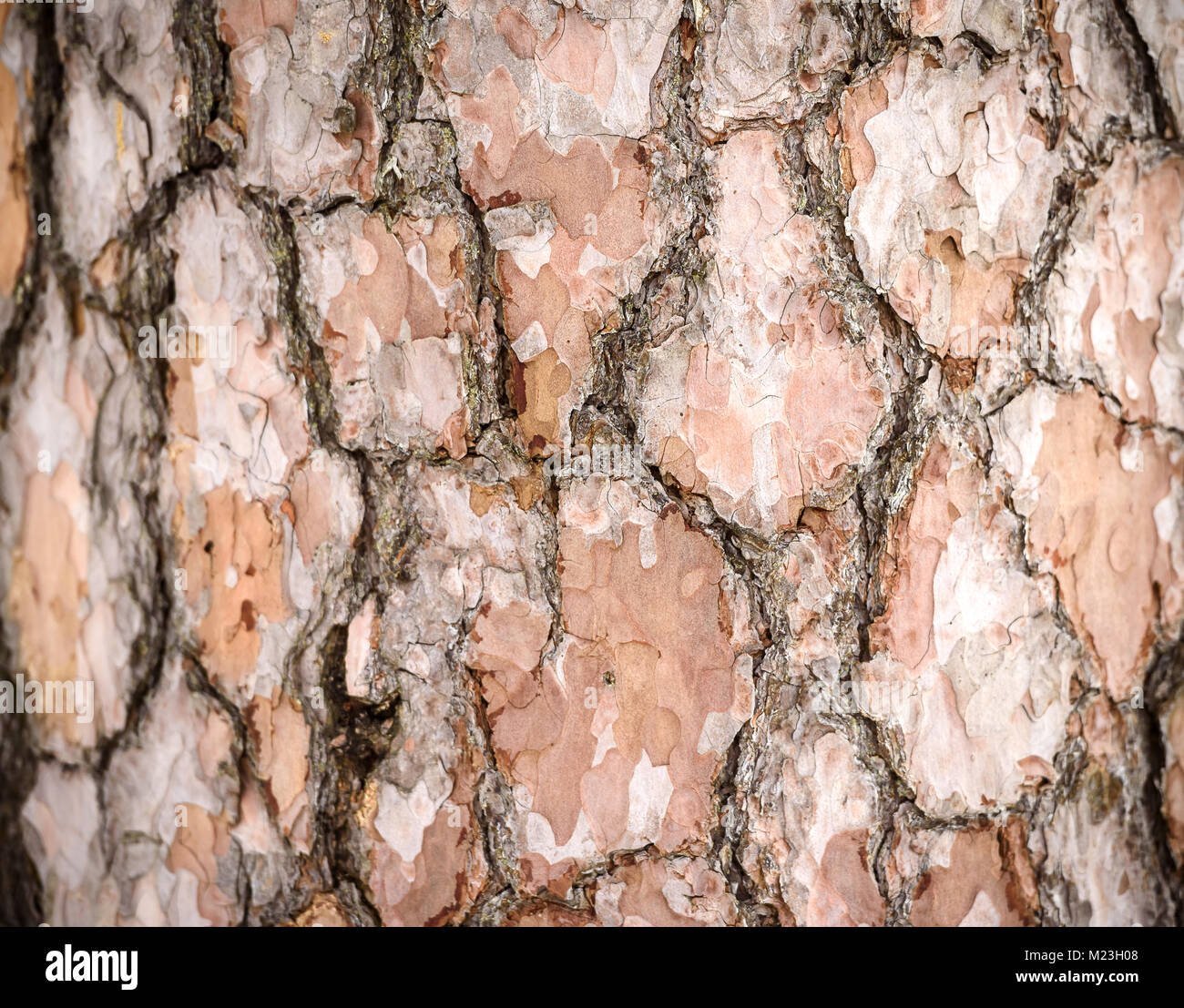 The texture of the bark. Background image. Natural Stock Photo - Alamy