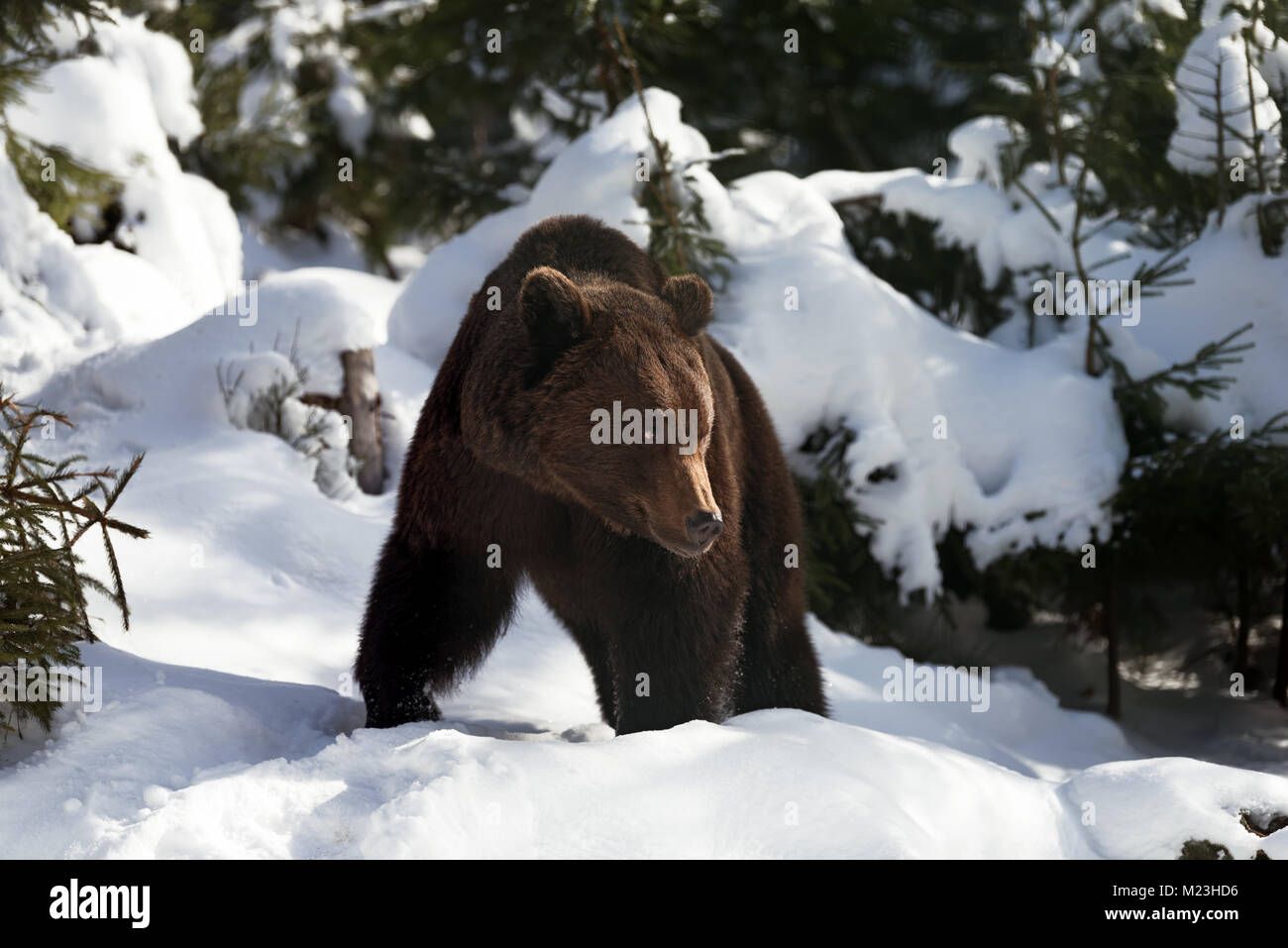 Close wild big brown bear in winter forest Stock Photo - Alamy
