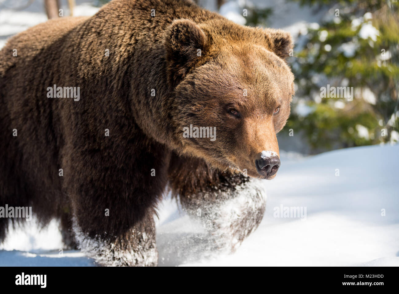 Close wild big brown bear in winter forest Stock Photo - Alamy