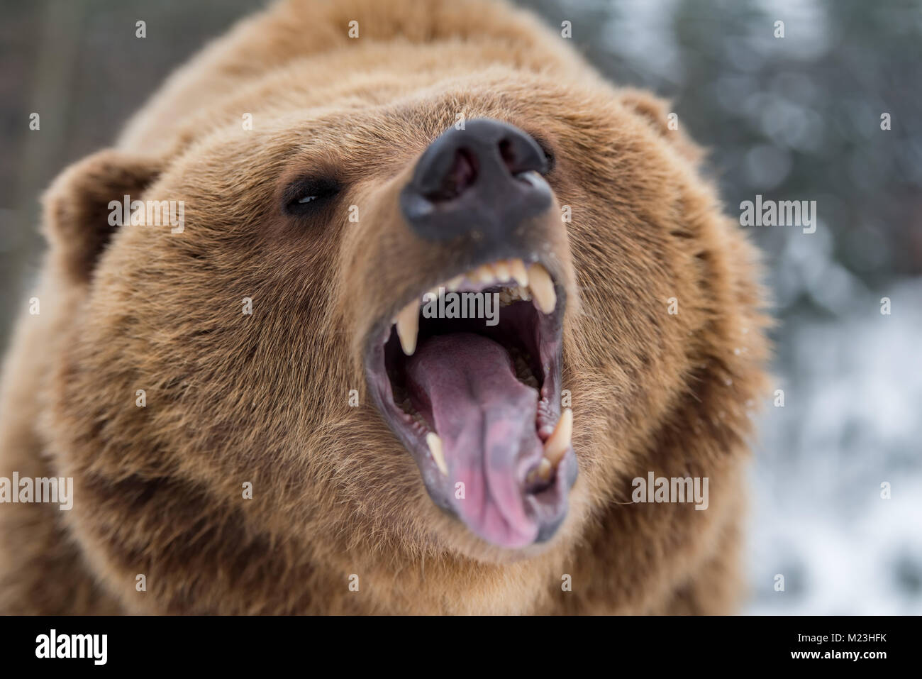 Closeup brown bear roaring in winter forest Stock Photo - Alamy