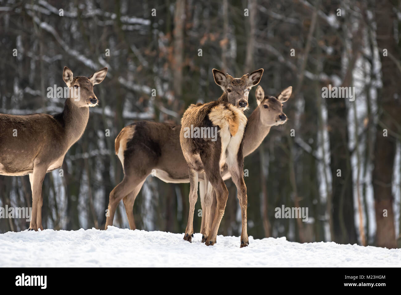 Young female doe deer in winter forest Stock Photo - Alamy