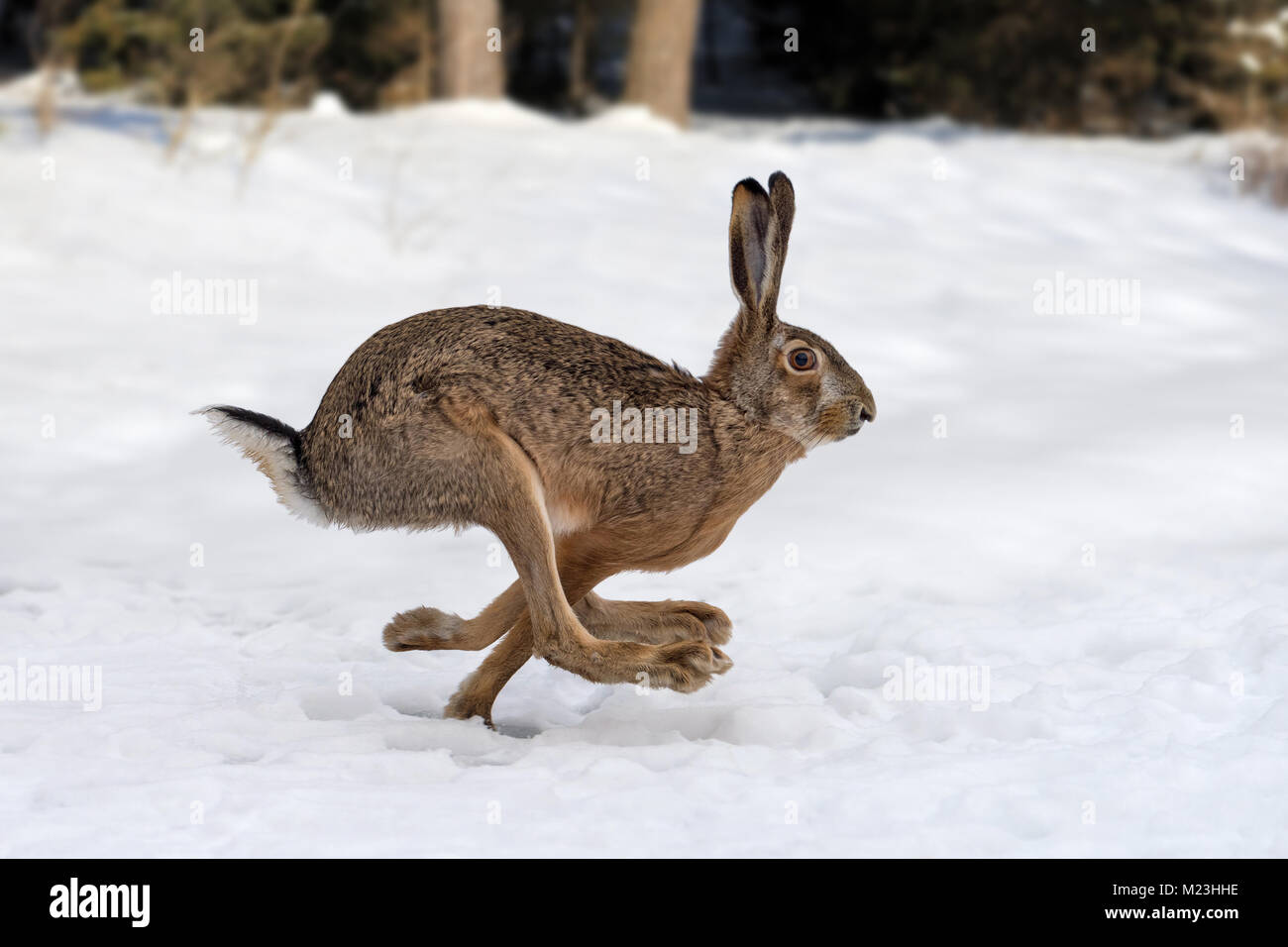 Hare running in the winter forest Stock Photo - Alamy