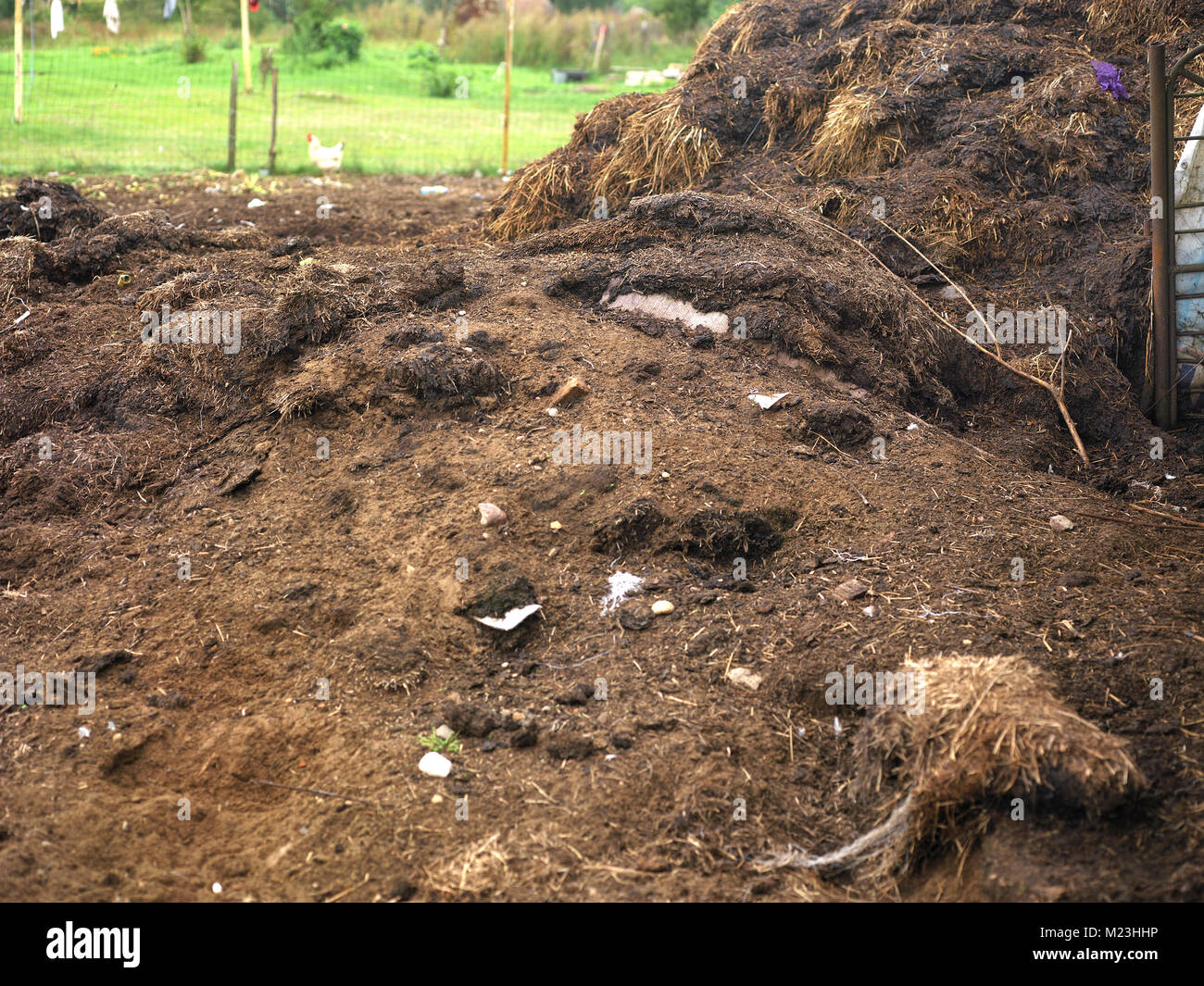 Selective focus of a dunghill on a farm Stock Photo - Alamy